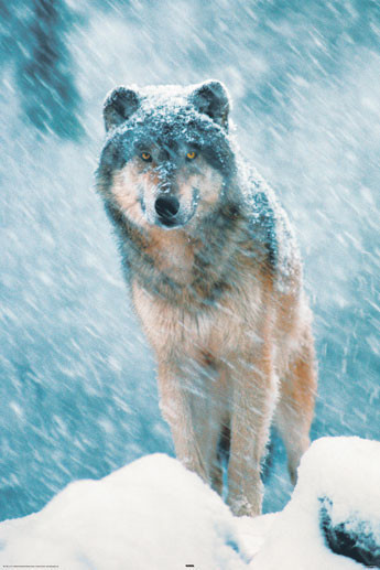 Grey wolf - šedý vlk - Plakát, Obraz na zeď | 3+1 ZDARMA | Posters.cz