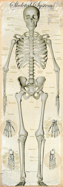 Plakát Skeletal system | Obraz na zeď | 3+1 zdarma | Posters.cz