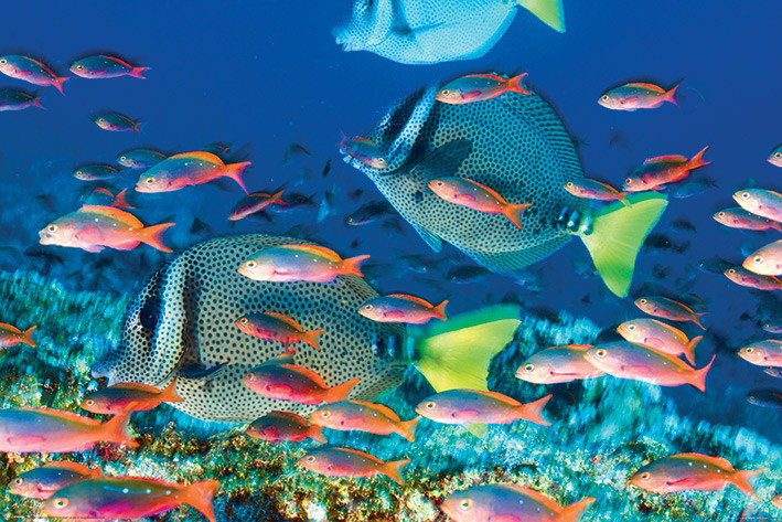 Plakat Fisch | Poster an der Wand | 3+1 GRATIS | Europosters