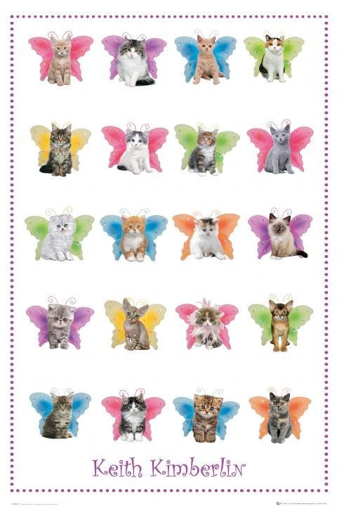 Plakat Keith Kimberlin - cats wings | Poster an der Wand | 3+1 GRATIS ...
