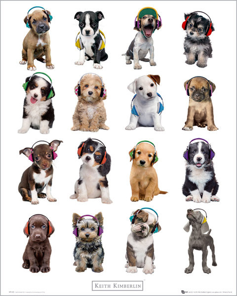 Poster, Quadro Keith Kimberlin - Puppies Headphones | Poster sul muro ...