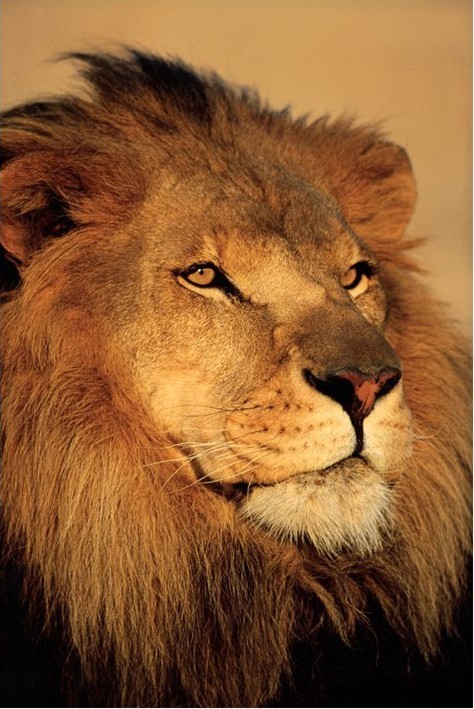 Poster, Quadro Lev | Poster sul muro | 3+1 GRATIS | Europosters