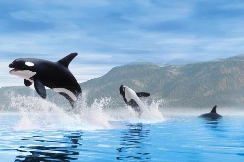 Plakat Orca whales | Poster an der Wand | 3+1 GRATIS | Europosters