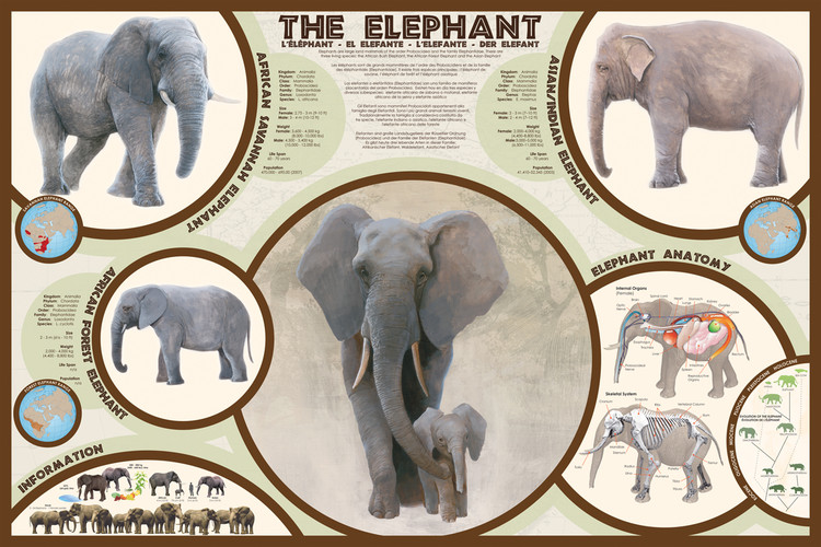 Poster, Quadro The elephant | Poster sul muro | 3+1 GRATIS | Europosters