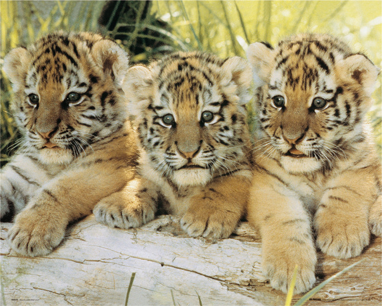 Plakat Tiger cubs | Poster an der Wand | 3+1 GRATIS | Europosters