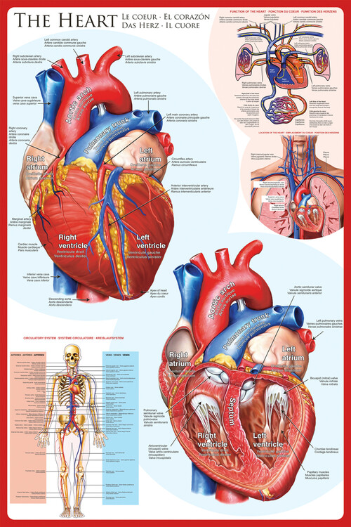 El corazón - anatomía Póster, Lámina | Compra en Posters.es