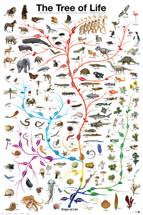 Poster Evolution - The Tree of Life | Muur posters | 3+1 GRATIS ...
