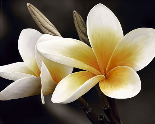 Frangipani Póster, Lámina | Compra en Posters.es