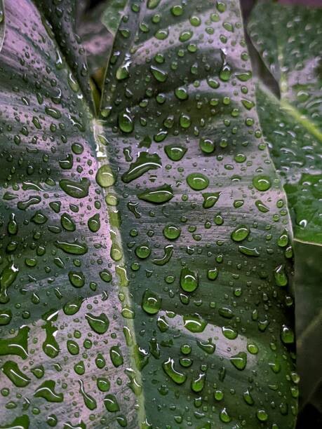 Philodendron burle-marxii, Andy rill Póster, Lámina | Compra en Posters.es