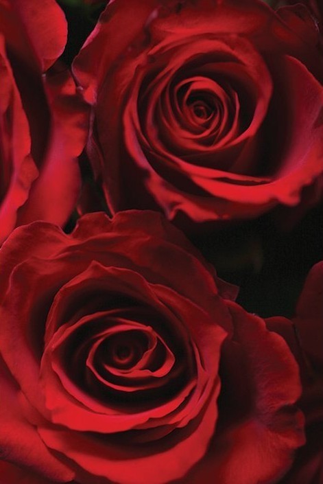 Red roses Póster, Lámina | Compra en Posters.es