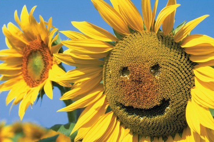 Sunflowers smile Póster, Lámina | Compra en Posters.es