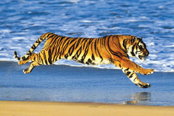 Tigers on a beach Póster, Lámina | Compra en Posters.es