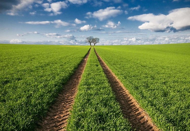 Trace & Trees Wall Paper Mural | Buy at UKposters